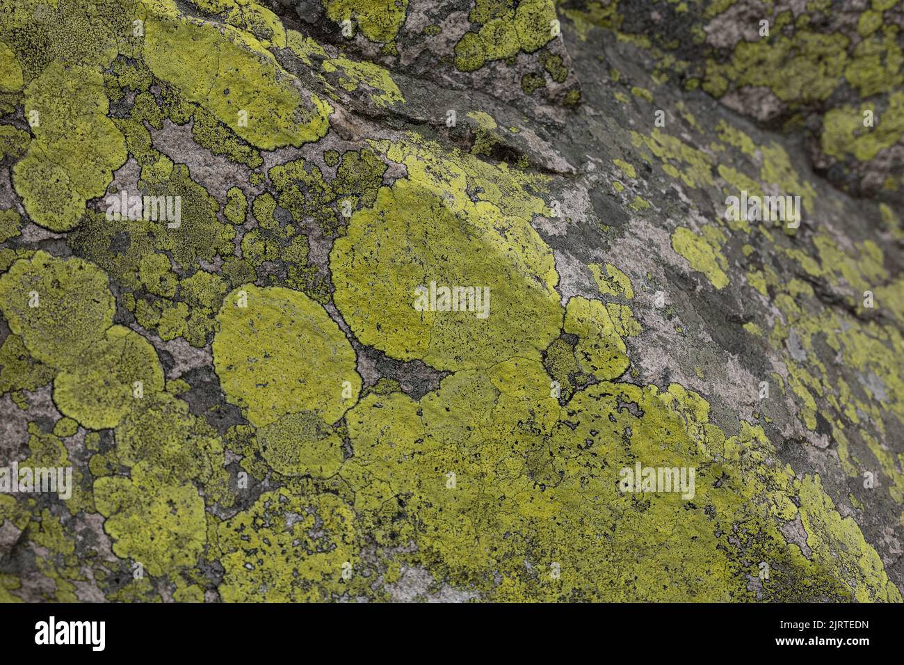 Green lichens growing on a rock in the mountains Stock Photo - Alamy