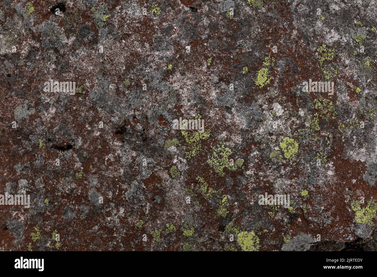 Green and red lichens growing on a rock, background texture Stock Photo ...