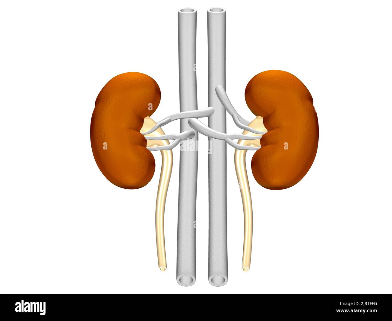 3d illustration of human kidneys anatomy (human organs Stock Photo - Alamy