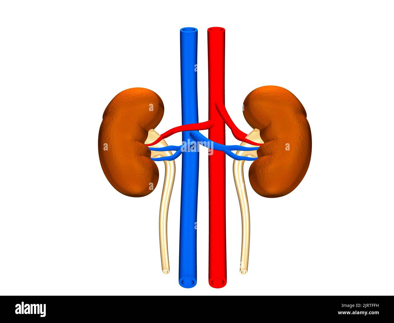 Realistic Detailed 3d Kidney. Human Internal Organs. Part of Body for ...