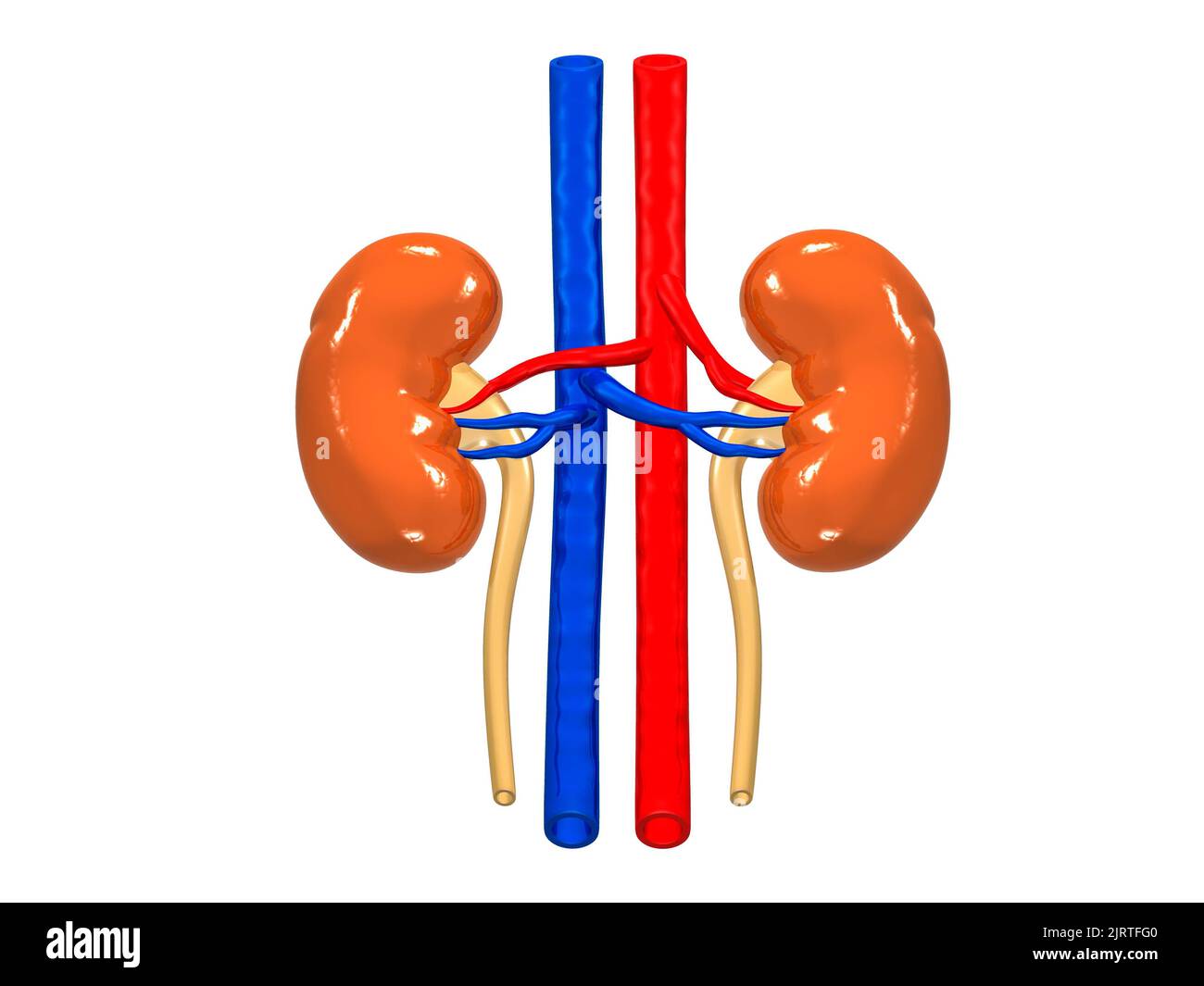 3 d illustration of human kidneys anatomy (human organs Stock Photo - Alamy