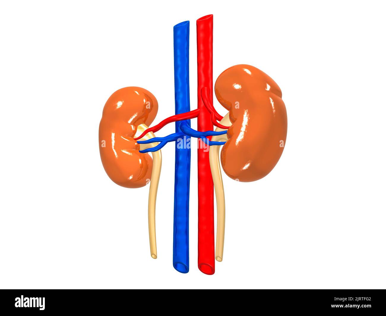 Realistic Detailed 3 d Kidney. Human Internal Organs. Part of Body for ...