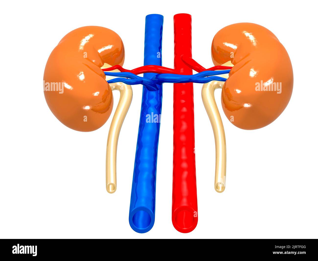 3 d illustration of human kidneys anatomy (human organs Stock Photo - Alamy