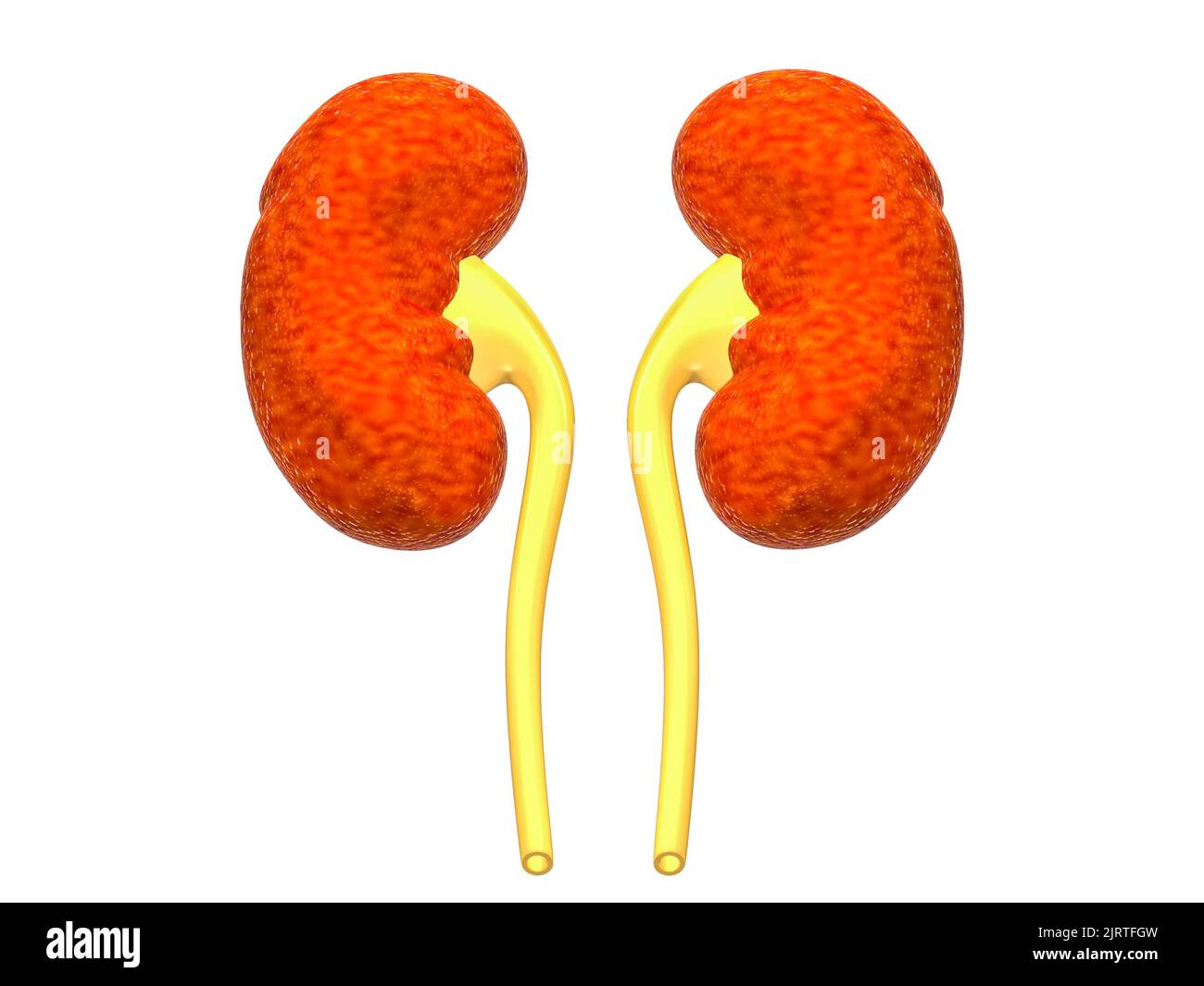 Realistic Detailed 3 d Kidney. Human Internal Organs. Part of Body for ...