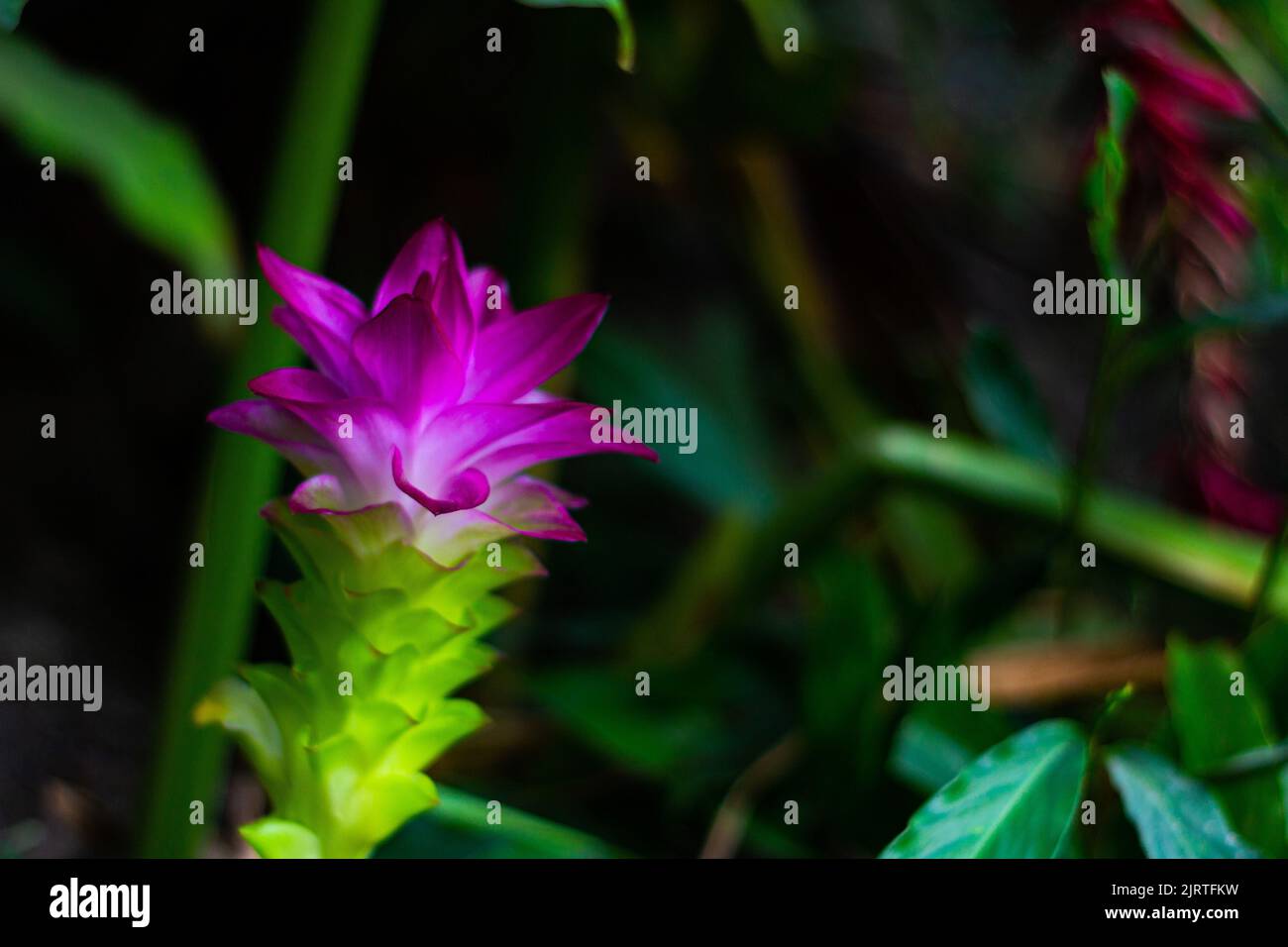 Native turmeric hi-res stock photography and images - Alamy