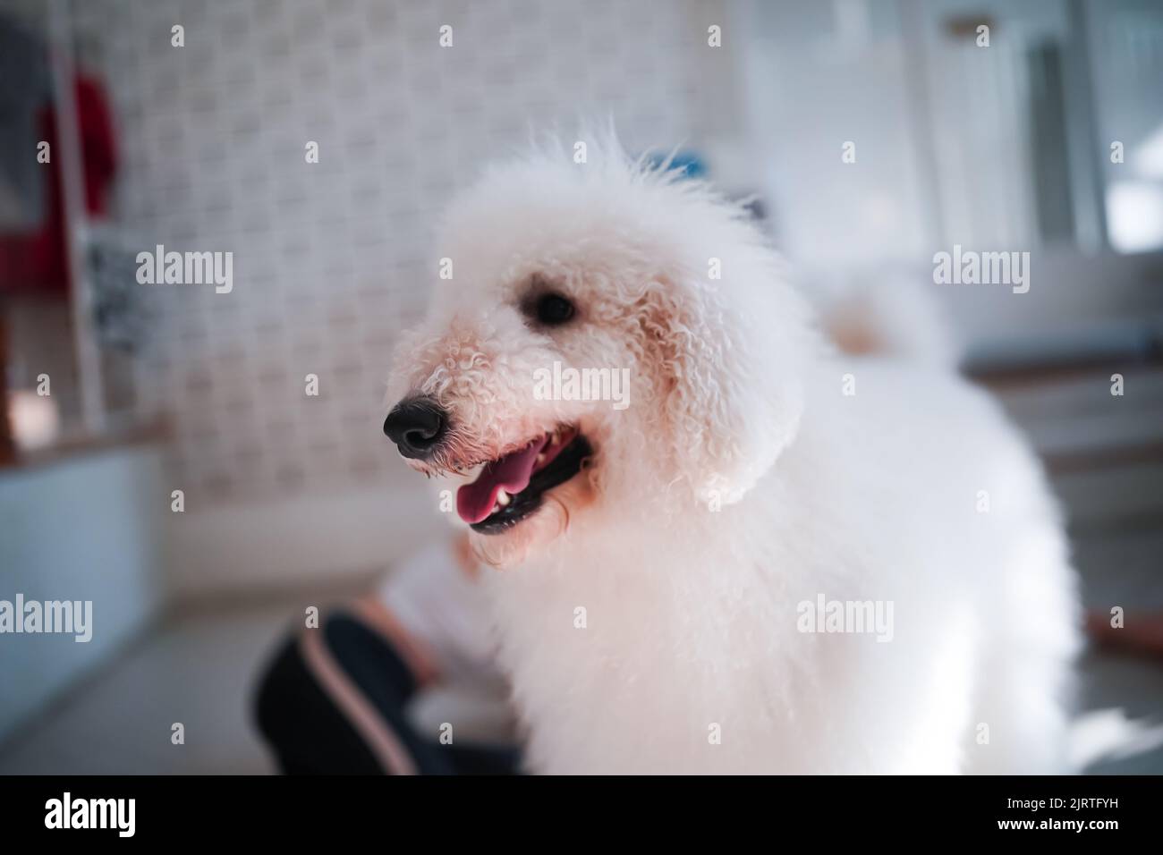 Girl with barking dog indoors hi-res stock photography and images - Alamy