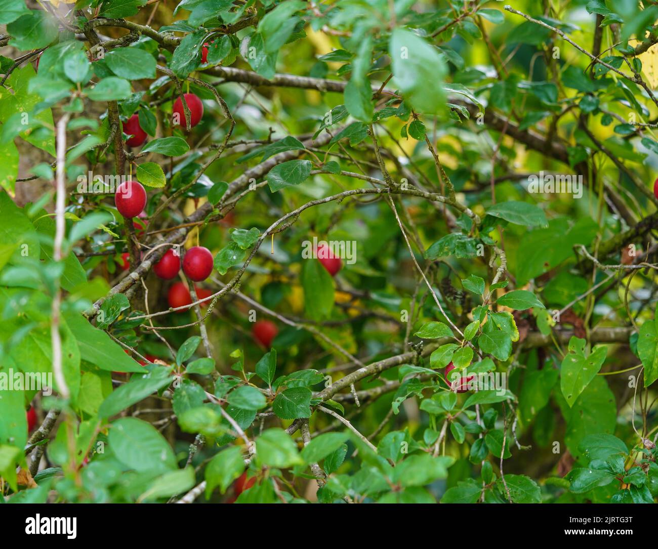 red Mirabelle prunus cerasifera in the old land next to Hamburg Stock ...