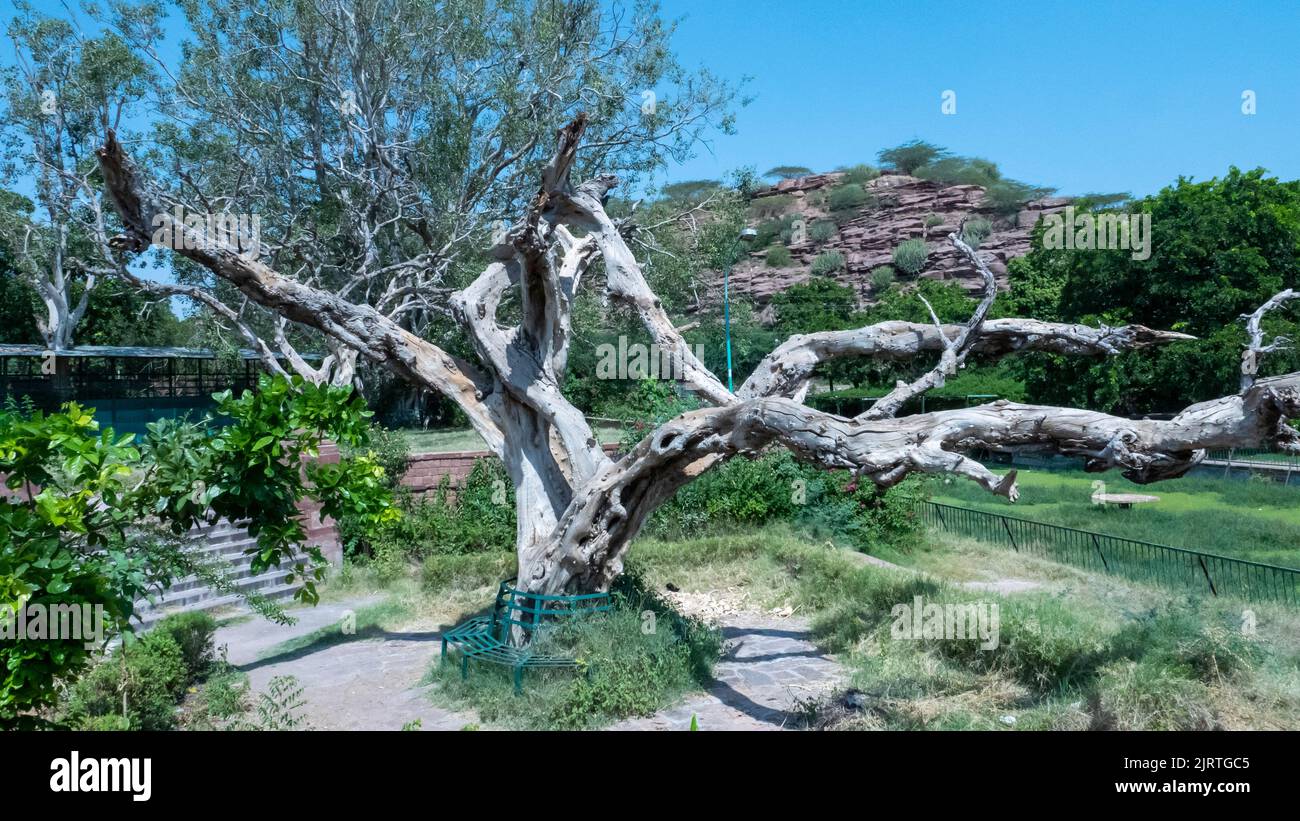 Beautiful old tree have big branch in garden park in india Stock Photo ...