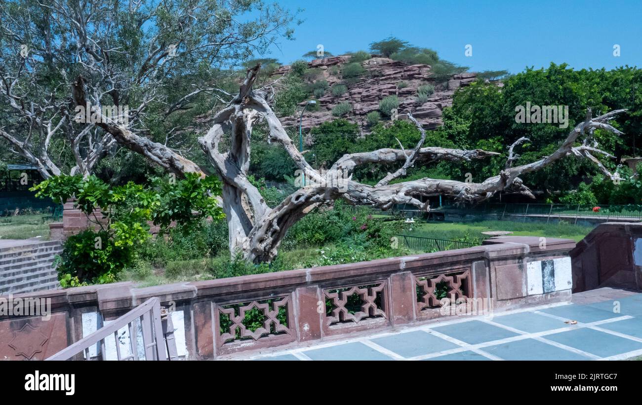 Beautiful old tree have big branch in garden park in india Stock Photo ...