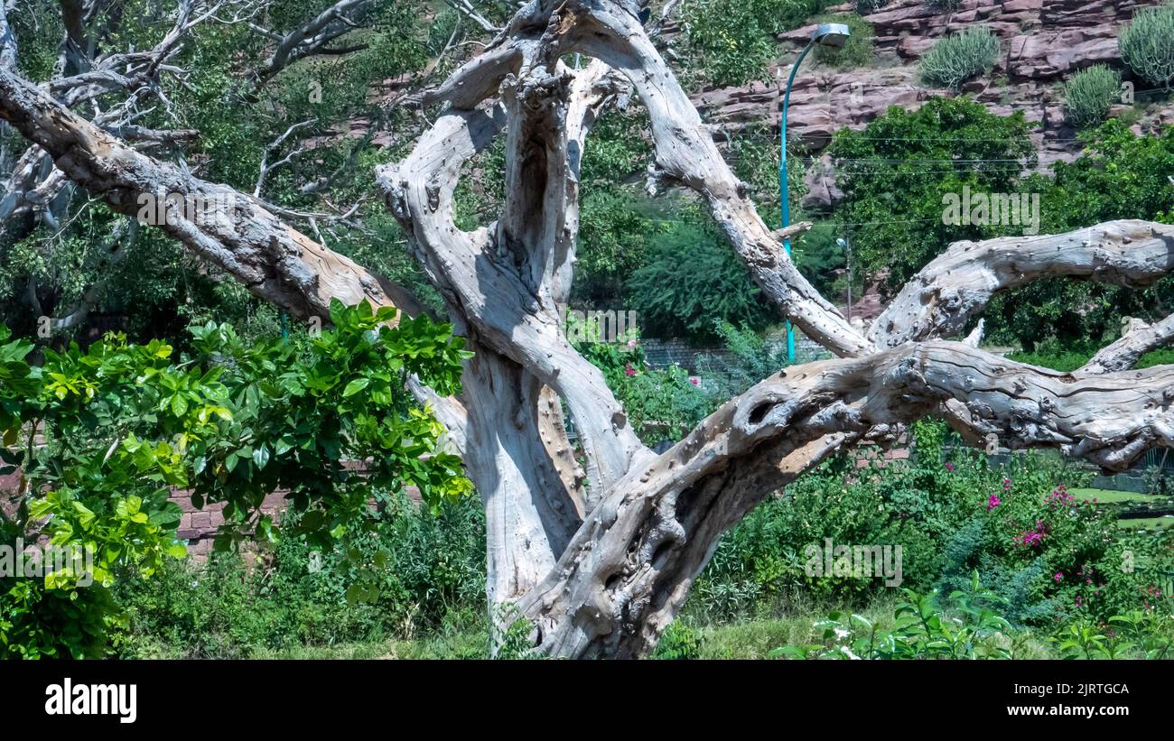 Beautiful old tree have big branch in garden park in india Stock Photo ...