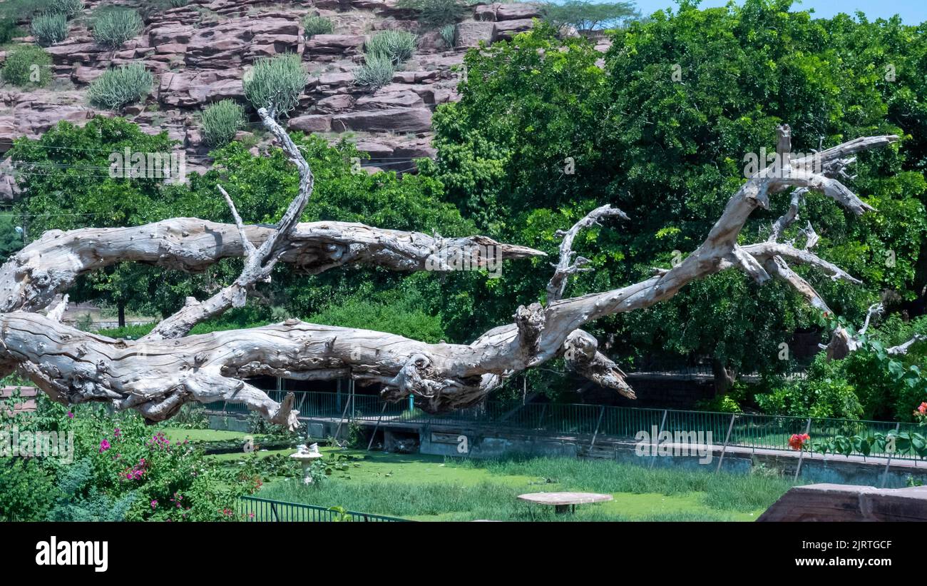 Beautiful old tree have big branch in garden park in india Stock Photo ...