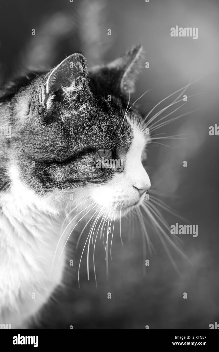 cute cat. looking for food, sitting an relaxing waiting on something to ...