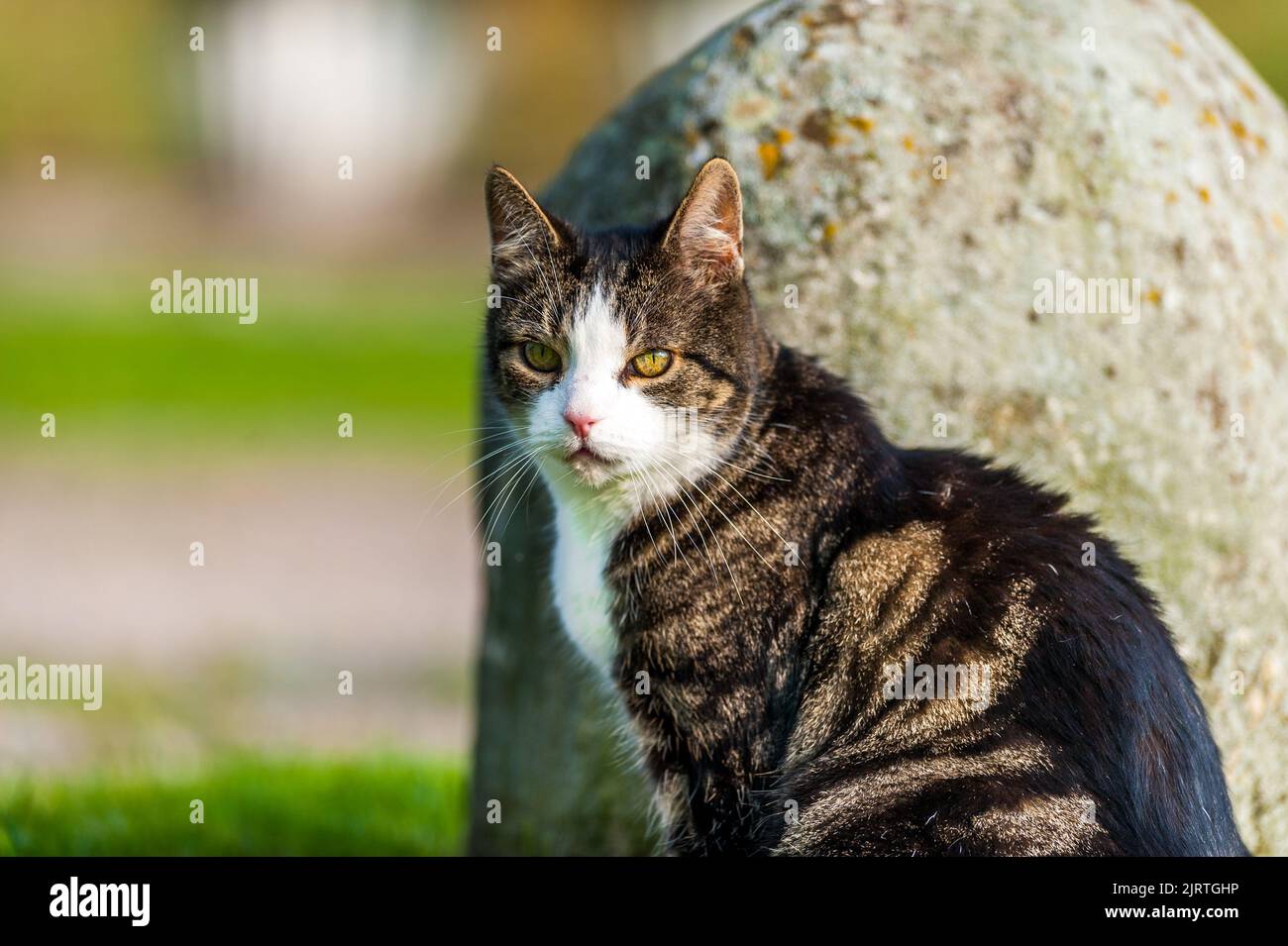 cute cat. looking for food, sitting an relaxing waiting on something to ...
