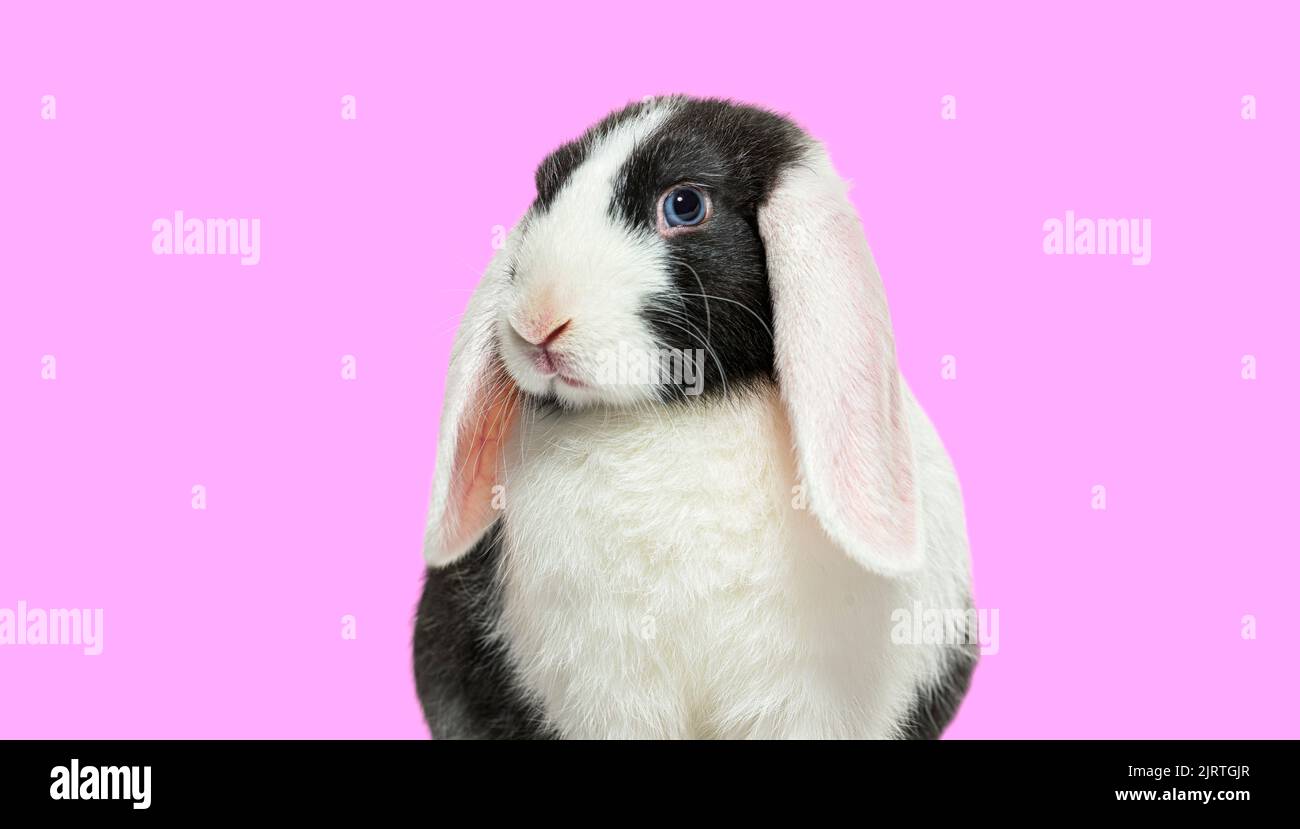 Head shot of Black and white lop rabbit blue eyed on a pink background ...