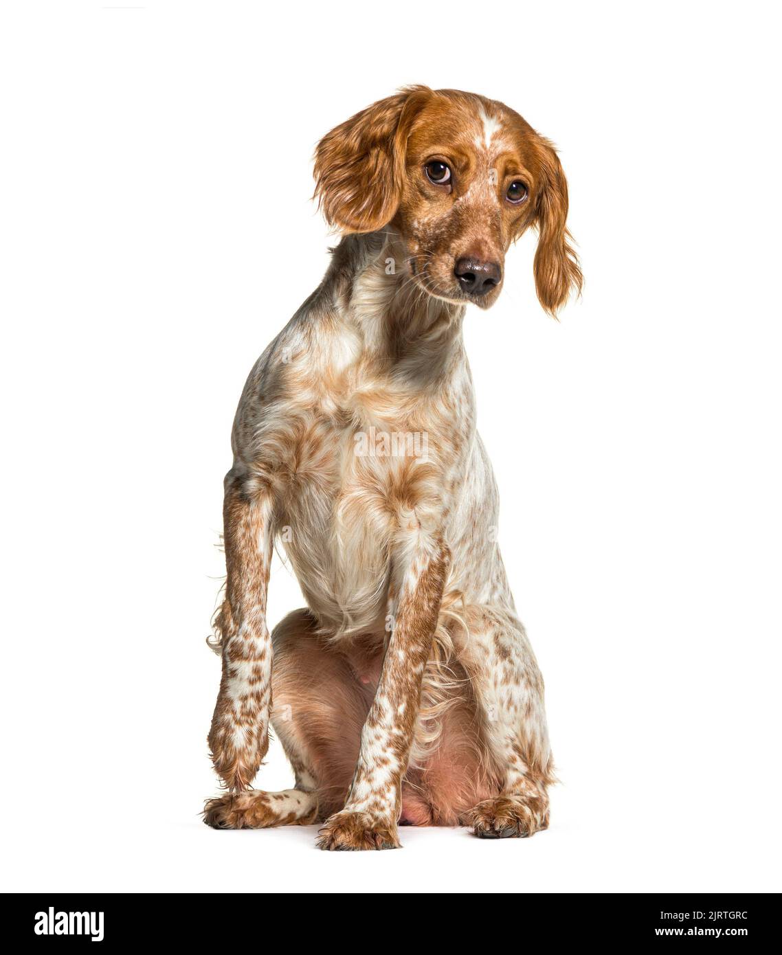 portrait of a brittany spaniel in front of white background Stock Photo ...