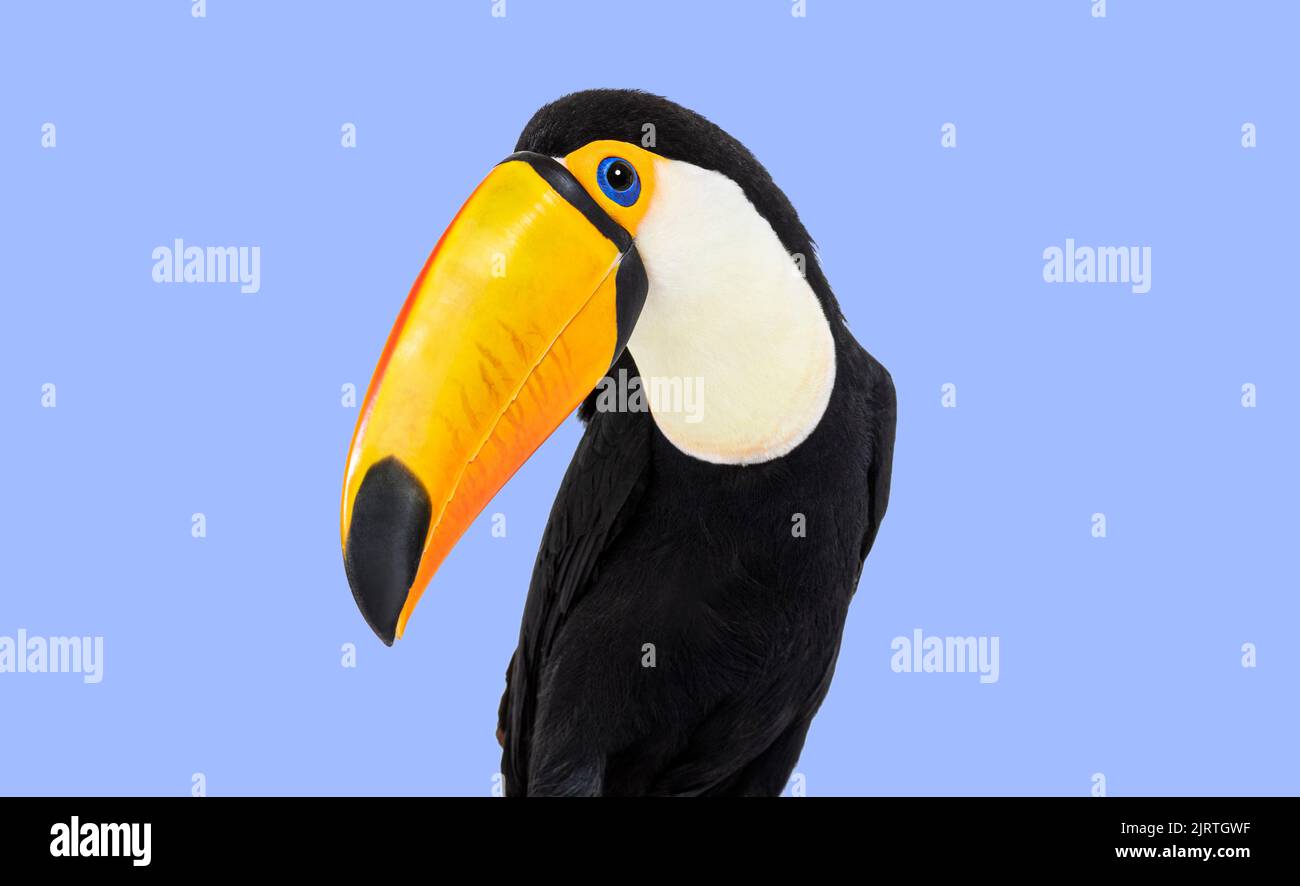 Head shot of a Toucan toco on a violet background Stock Photo - Alamy