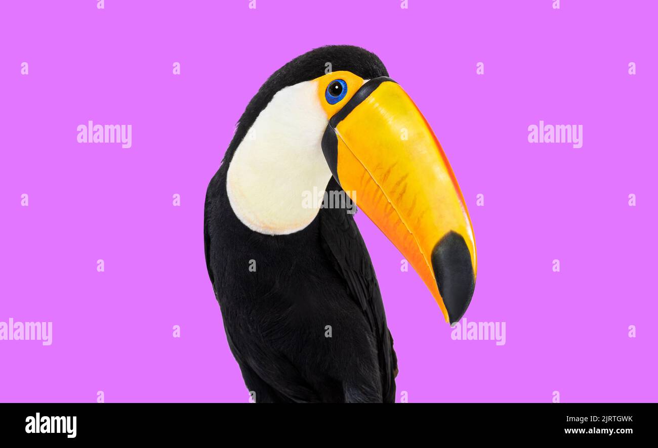 Head shot of a Toucan toco on a pink background Stock Photo - Alamy