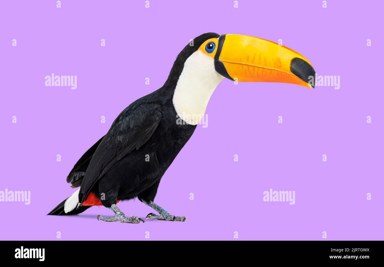 Common Toucan toco standing against a purple background Stock Photo - Alamy