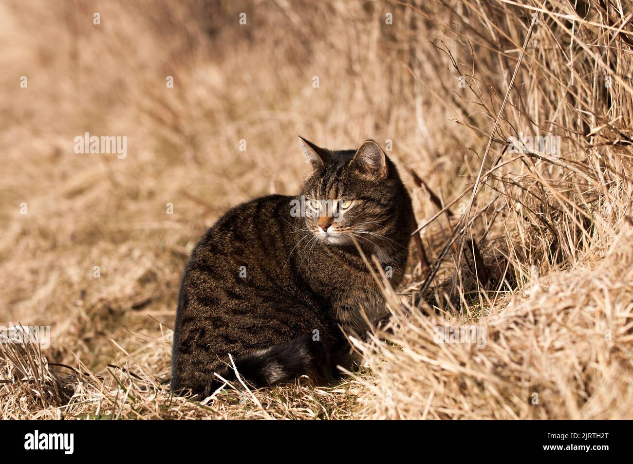 Waiting for food billboard hi-res stock photography and images - Alamy