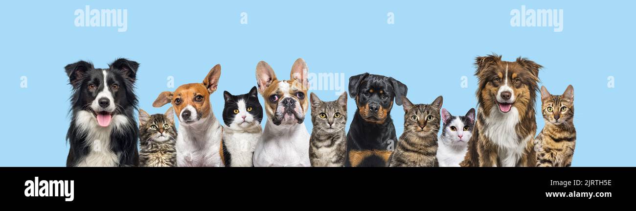 Large group of cats and dogs looking at the camera on blue background ...