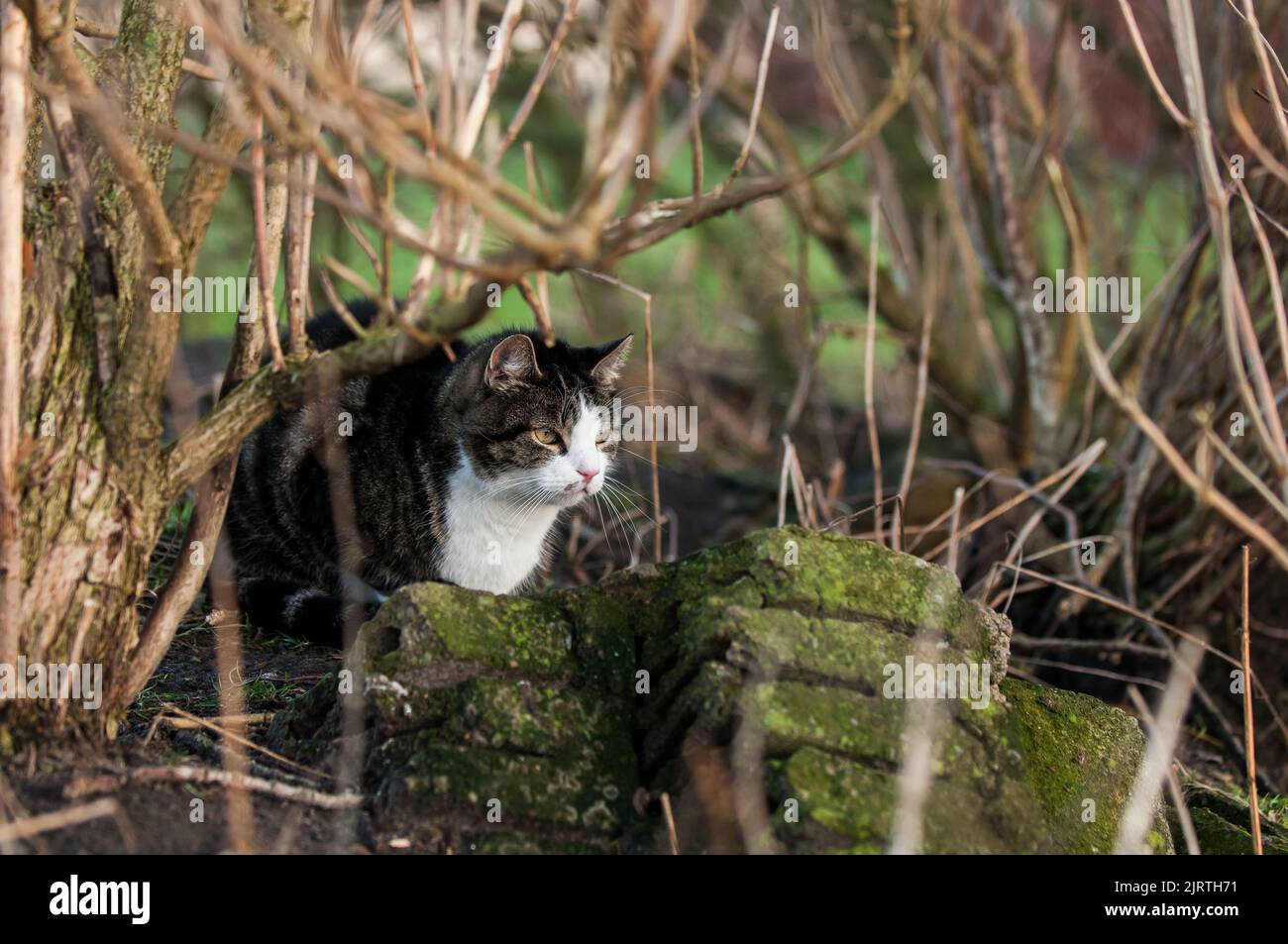 cute cat. looking for food, sitting an relaxing waiting on something to ...