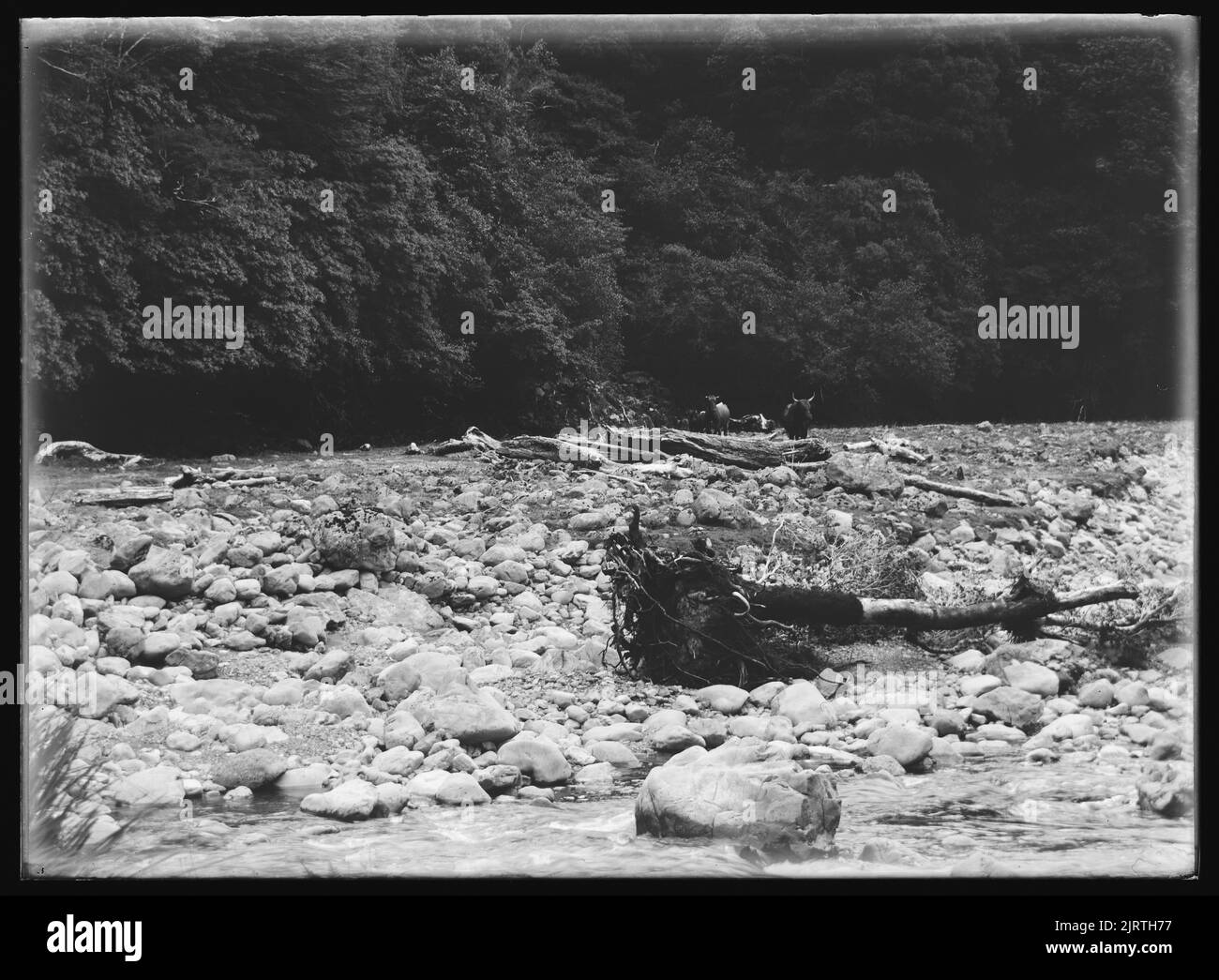 1922 tararua range hi-res stock photography and images - Alamy