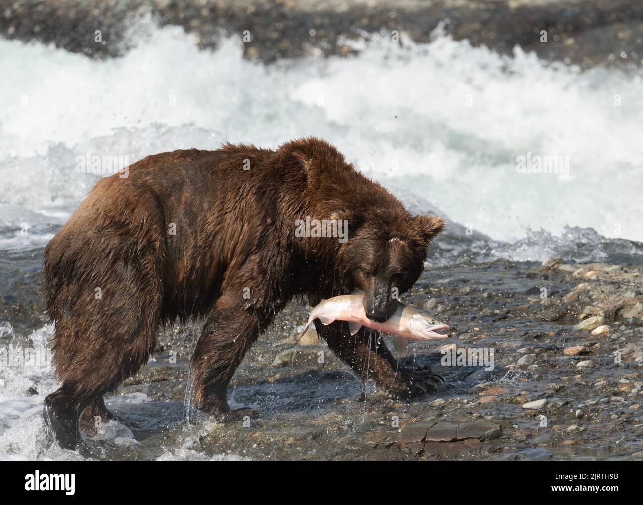 Alaskan brown bear with a salmon in its mouth at the falls in McNeil ...
