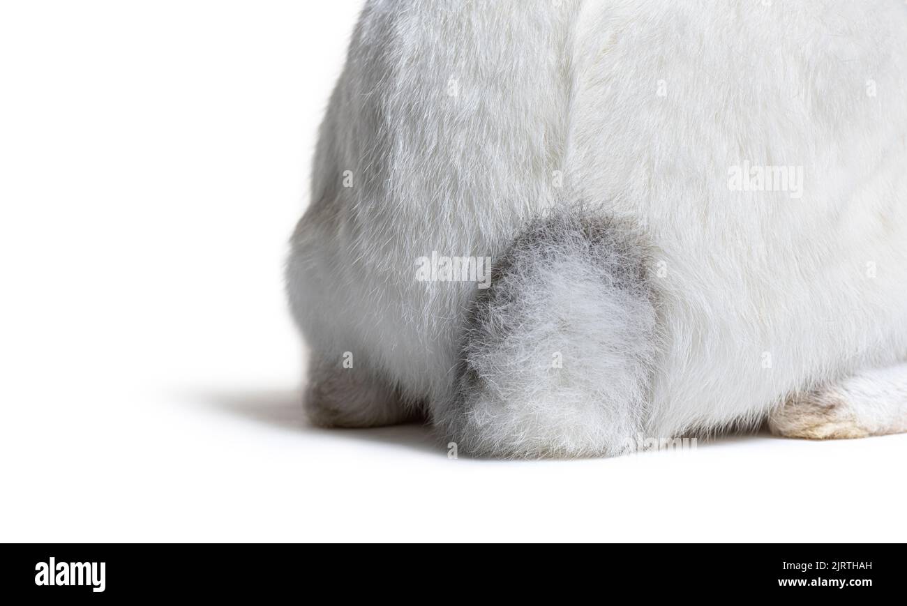 Rabbit rear view hi-res stock photography and images - Alamy