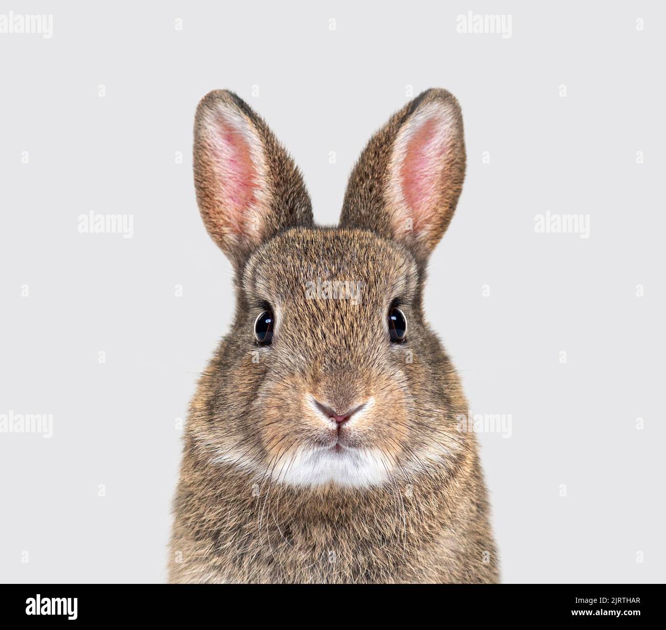 Closeup wild rabbit oryctolagus hi-res stock photography and images - Alamy