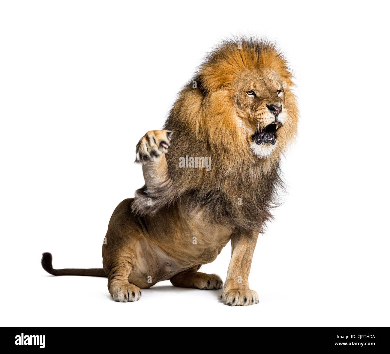 Upset Lion pulling a face and looking at the camera, isolated on white ...