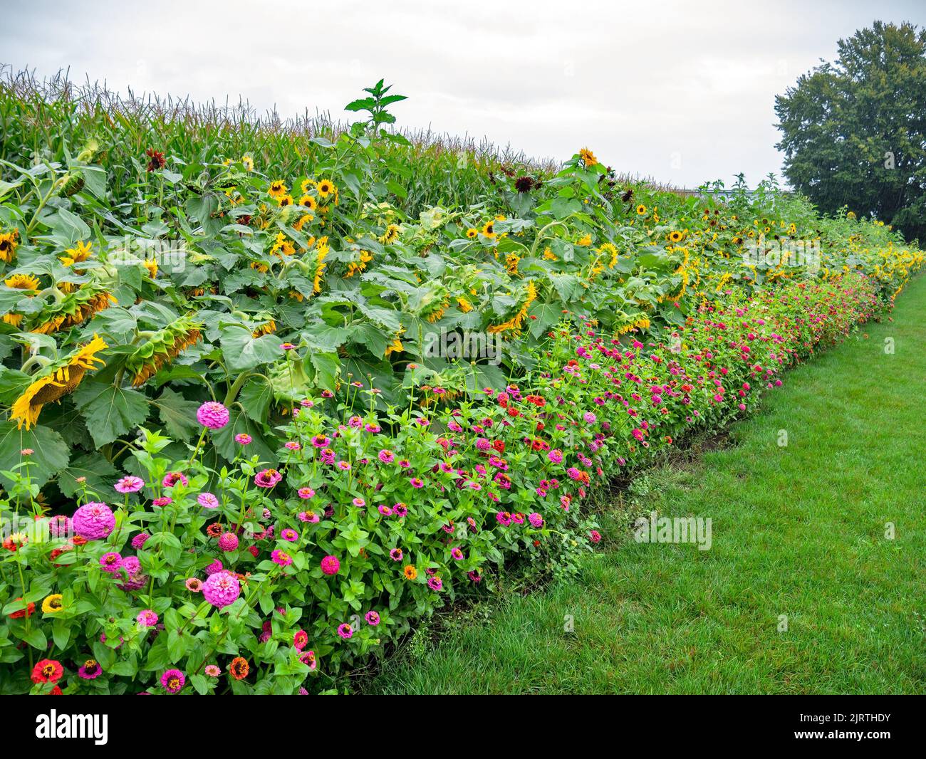 Sunflowers and decorative flowers at the edge of farmer's cord field ...