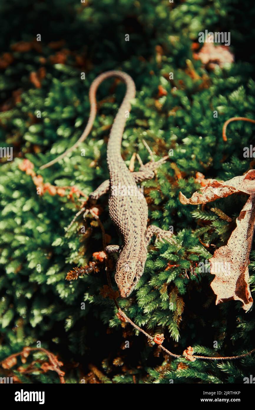 Small shiny lizard crawling on the moss. Wild animals in nature Stock ...