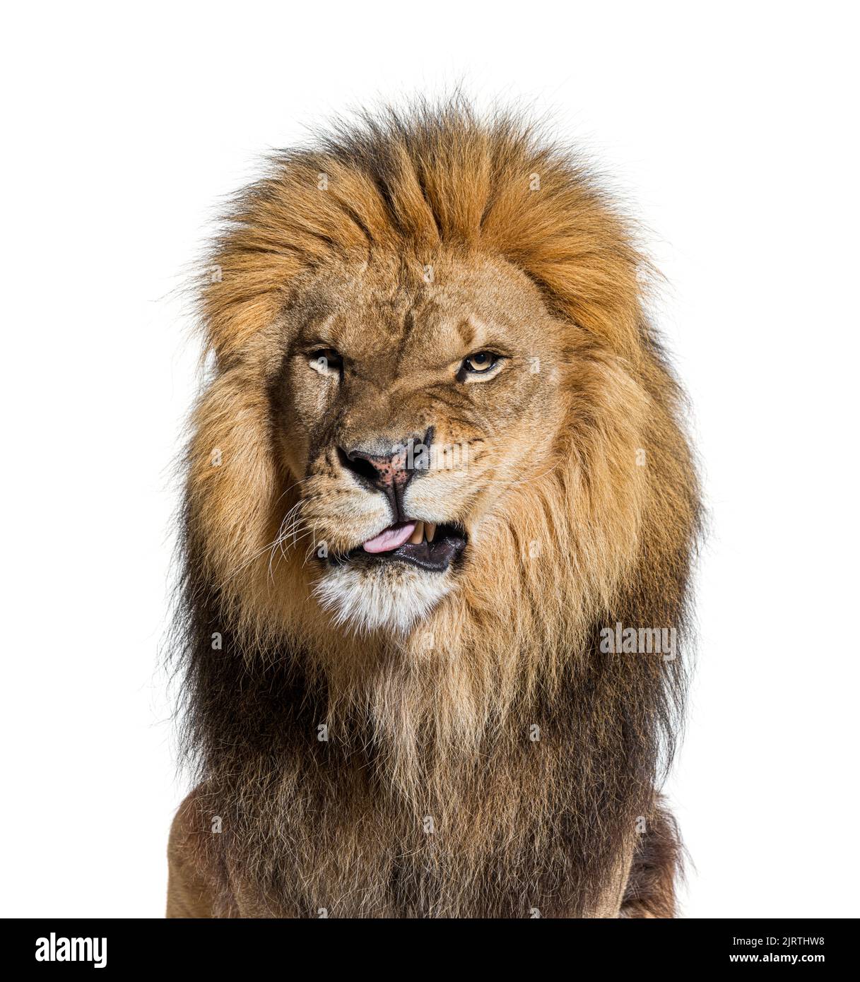 head shot of a Lion making a face and looking at the camera Stock Photo ...