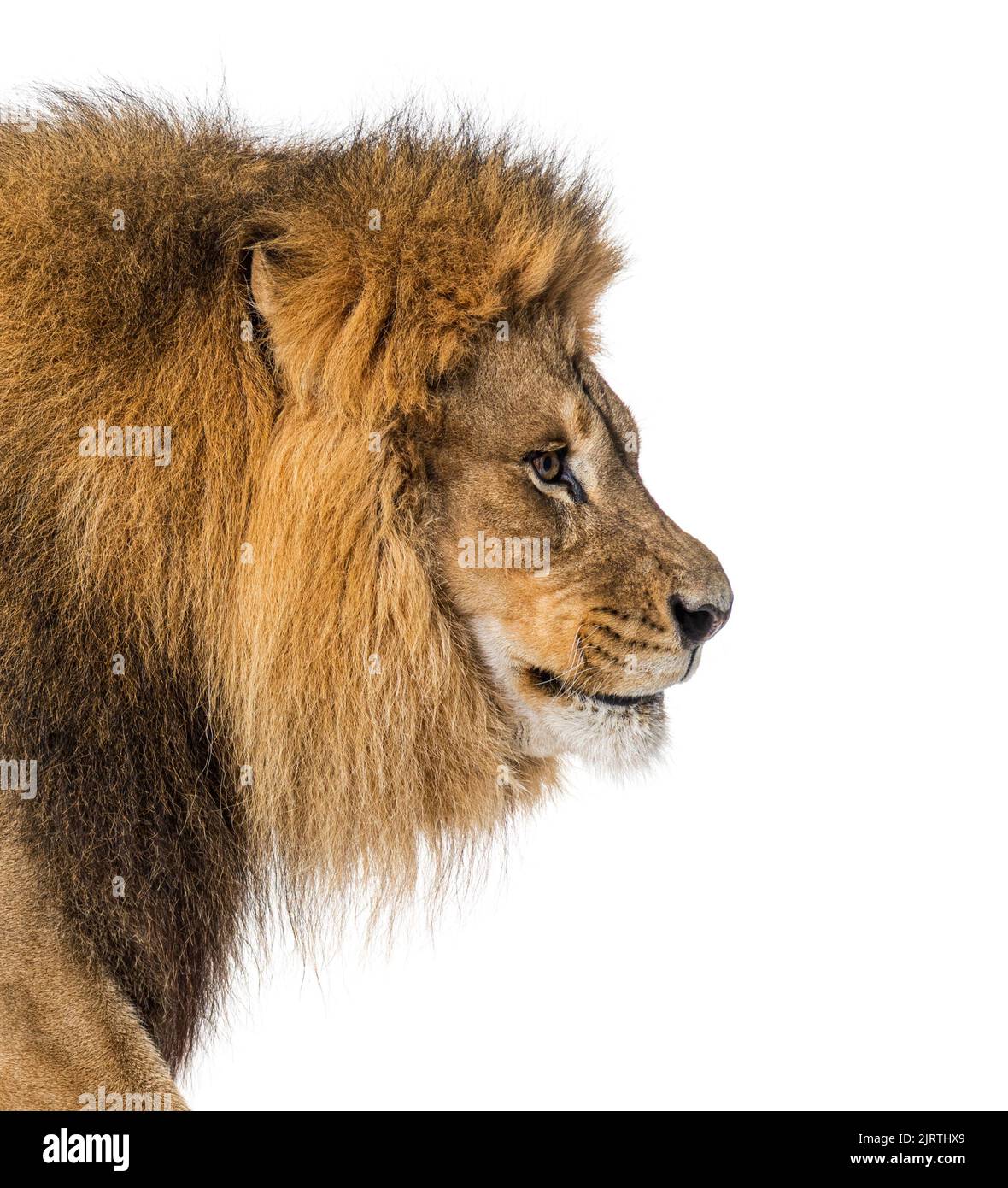side view head shot of a lion head, isolated on white Stock Photo - Alamy