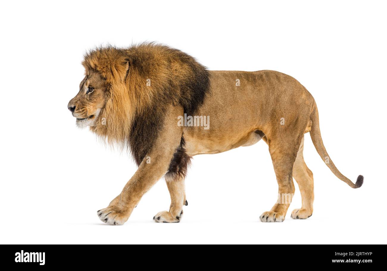 Lion Body Side Profile