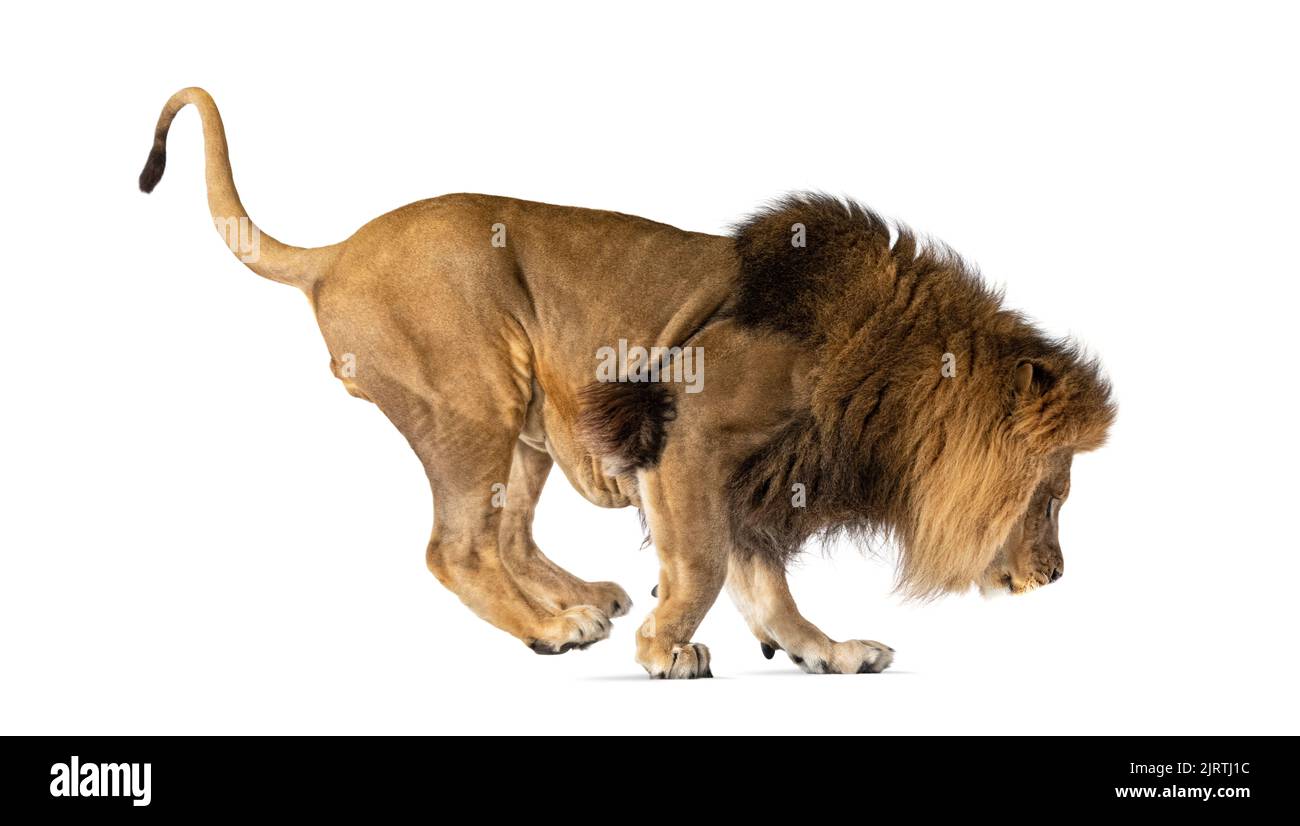 Side view of a lion jumping, , isolated on white Stock Photo - Alamy