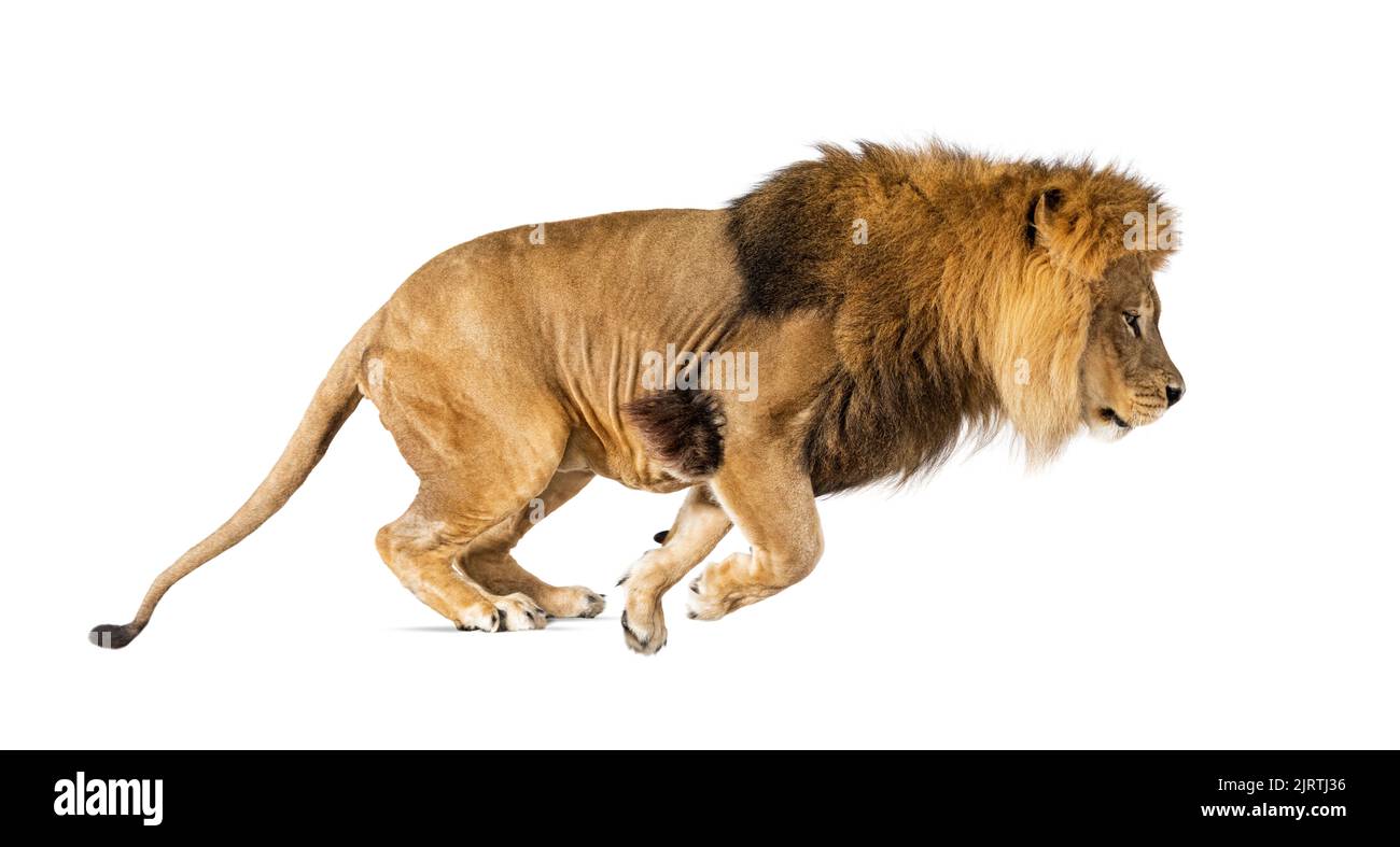 Lion jumping Cut Out Stock Images & Pictures - Alamy