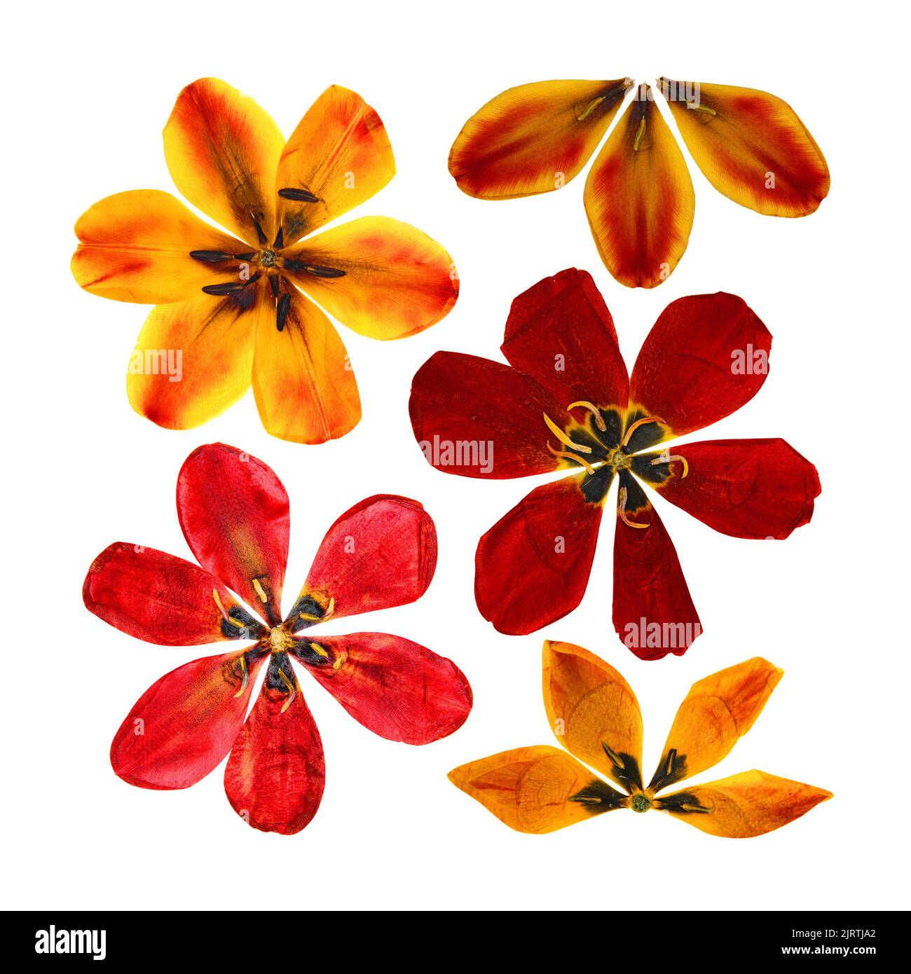 Set dried pressed flowers hi-res stock photography and images - Alamy