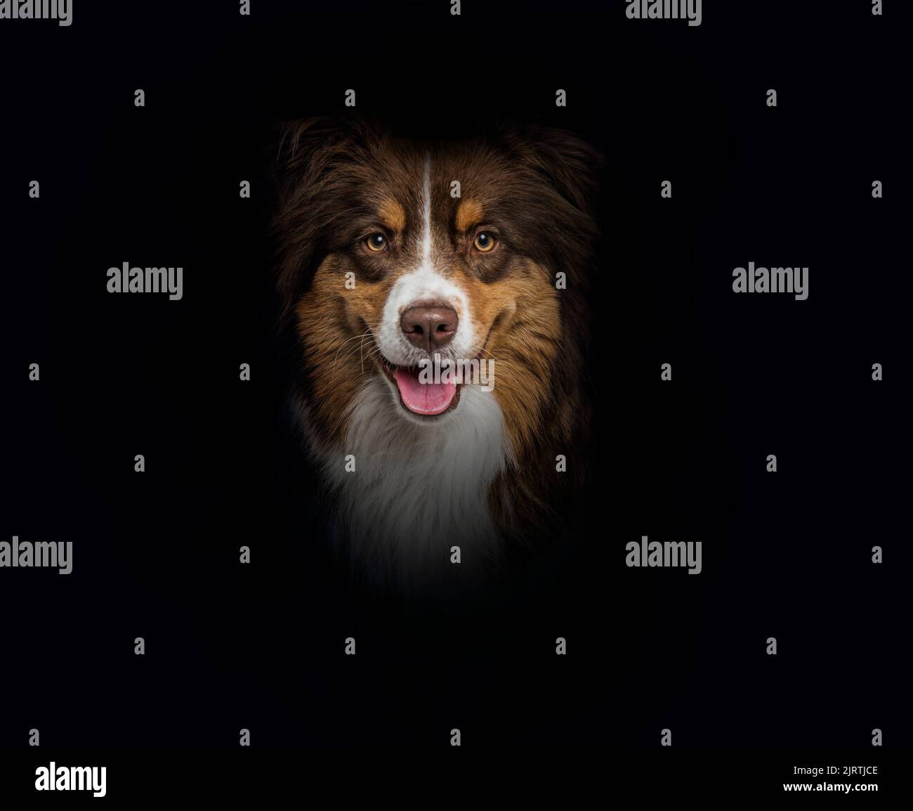 Red tri australian shepherd hi-res stock photography and images - Alamy