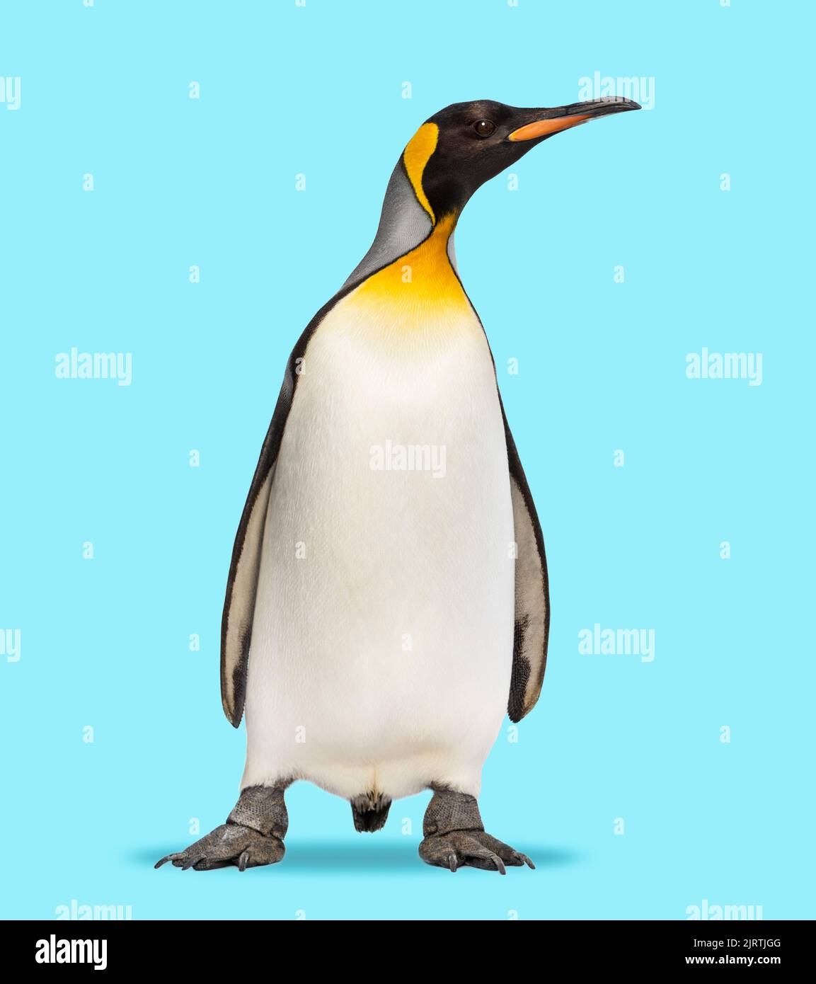 Artic fauna hi-res stock photography and images - Alamy