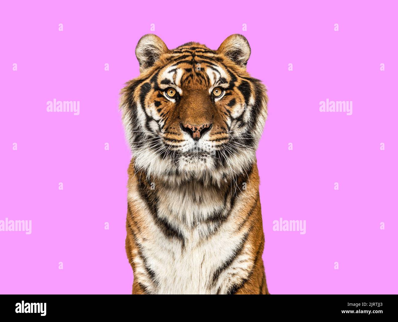 Tiger looking at the camera hi-res stock photography and images - Alamy