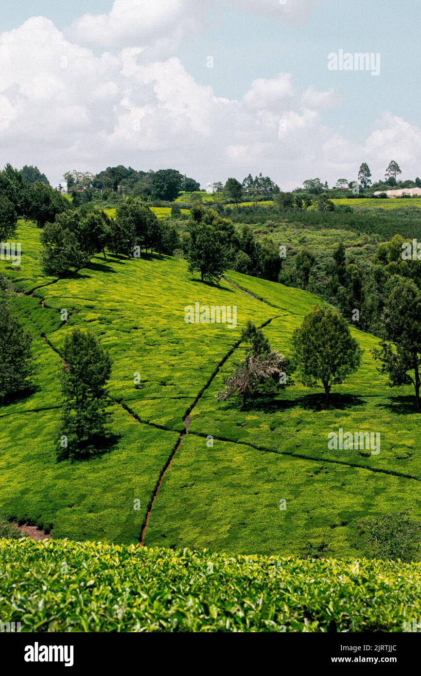 Green tea farming hi-res stock photography and images - Alamy