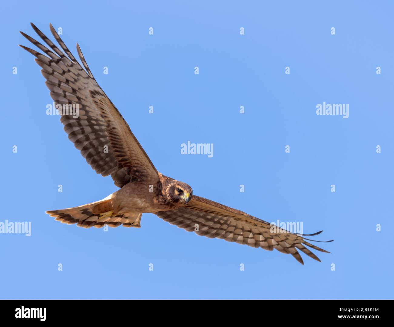Northern harrier feather hi-res stock photography and images - Alamy