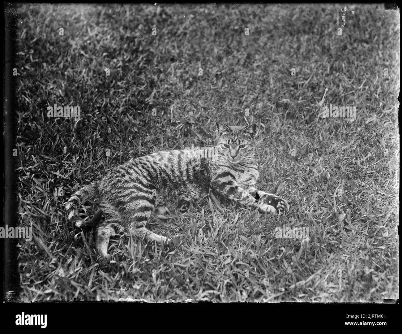 Cat visual Black and White Stock Photos & Images - Alamy