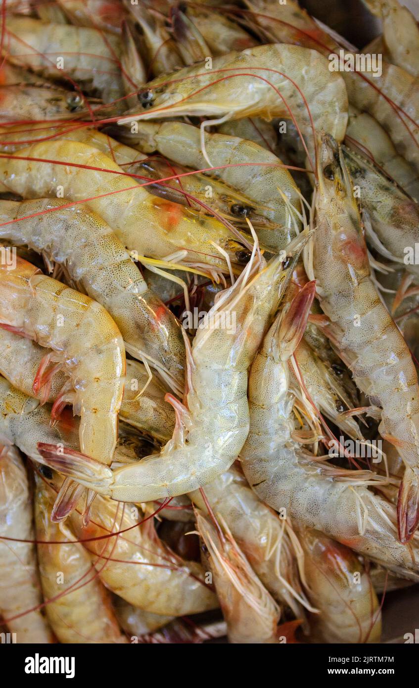 Freshly caught shrimp close-up. Background Stock Photo - Alamy