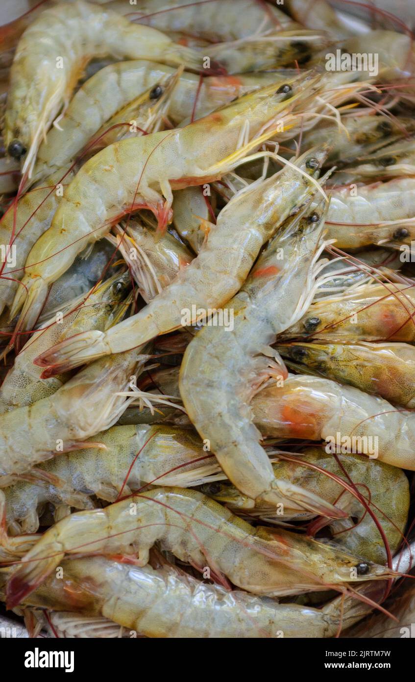 Freshly caught shrimp close-up. Background Stock Photo - Alamy