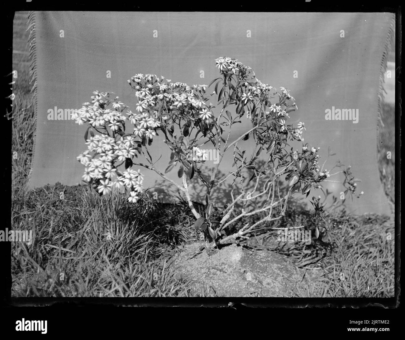 Senecio kirkii senecio kirkii hi-res stock photography and images - Alamy