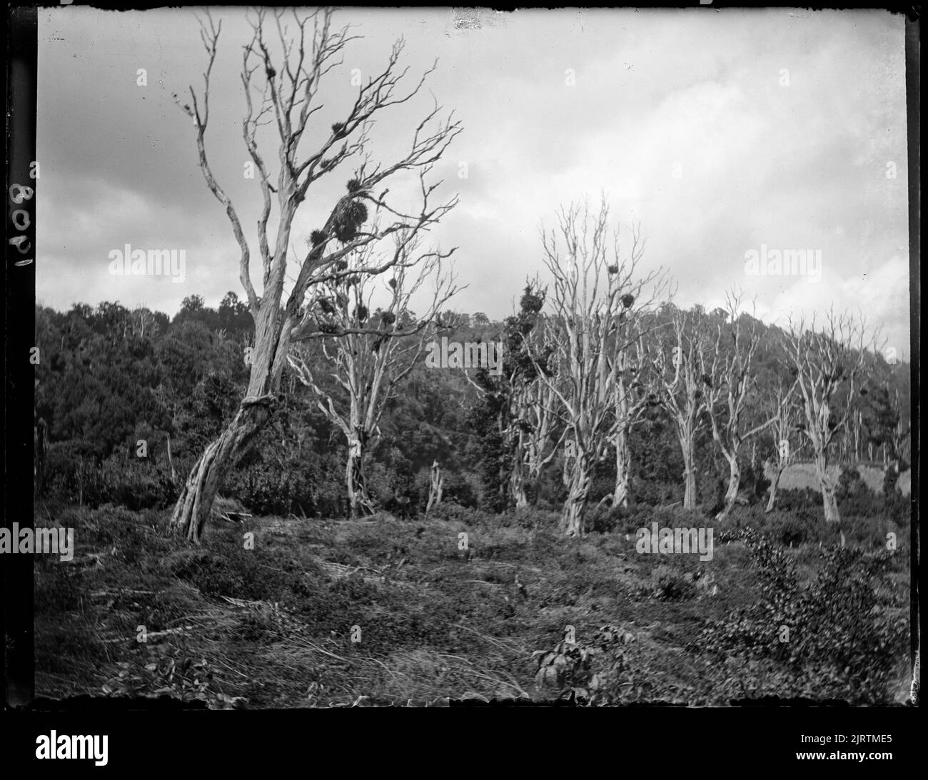 Grove of large (Dead) Ratas on low terrace of Ohau River and Intake of ...
