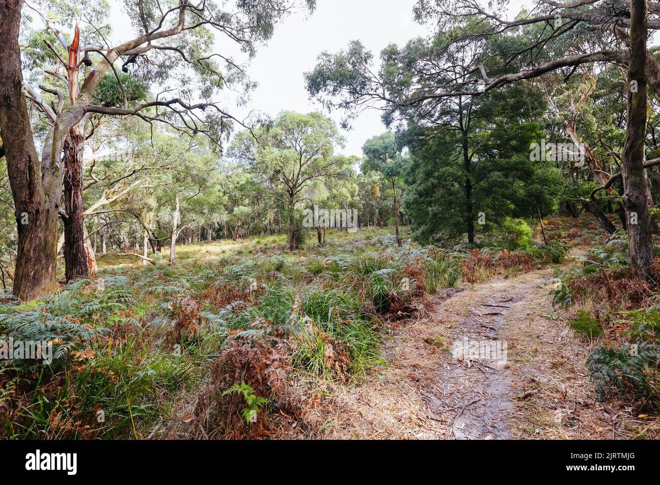 Two Bays Walking Track in Victoria Australia Stock Photo - Alamy