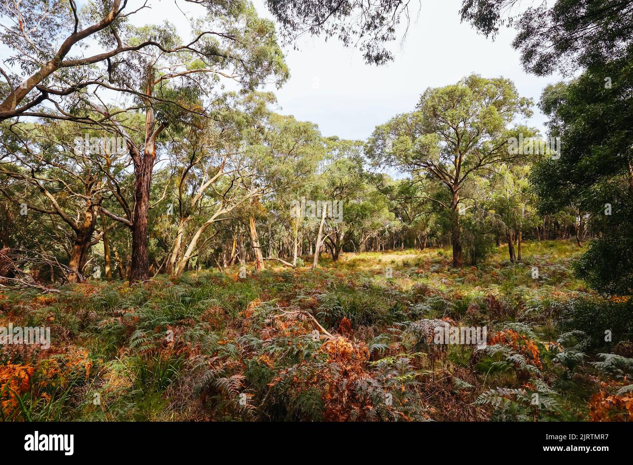 Two Bays Walking Track in Victoria Australia Stock Photo - Alamy
